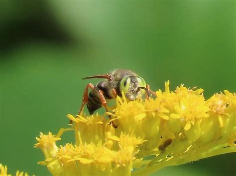 Crabronid Wasp Im Thinking Tachytes Sp Tachytes Bugguide Net