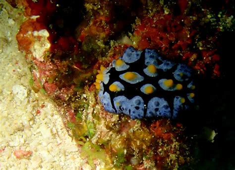 Phyllidia Varicosa