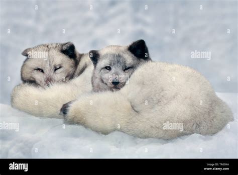 Renards Arctiques Dans La Neige Banque De Photographies Et Dimages à