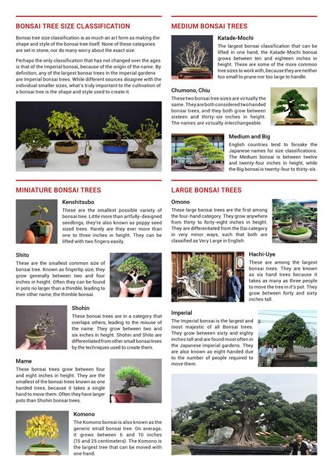 Bonsai Tree Size Classification — Bonsai Society Of Victoria