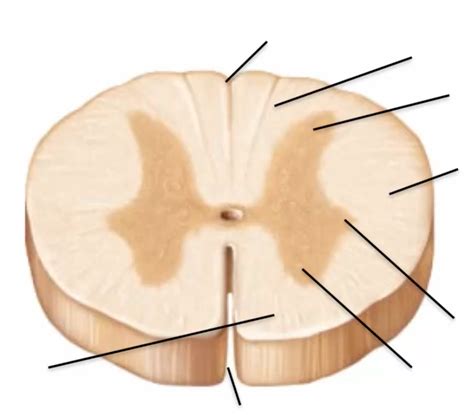 Label Spinal Cord Diagram Quizlet