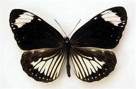 Euploea Tobleri Bioquipbugs