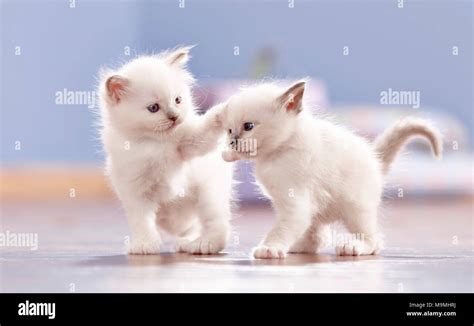 Wallpapers Kittens Playing Together Two Kittens Playing Together
