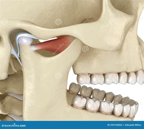 TMJ The Temporomandibular Joints Healthy Occlusion Anatomy Medically Accurate D Illustration