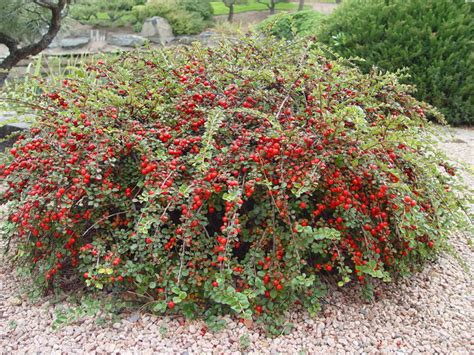 Cotoneaster Apiculatus Cranberry Cotoneaster City Of Fort Collins