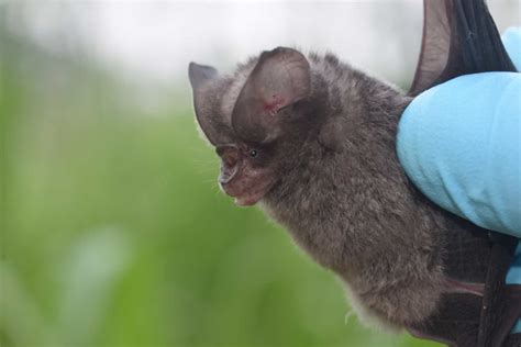 Bats • Wildlife Conservation Network