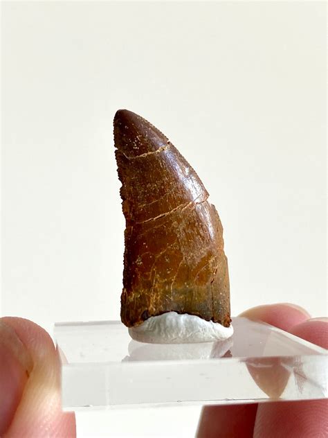 1 11 Carcharodontosaurus Fossil Tooth Dinosaur Tooth Etsy