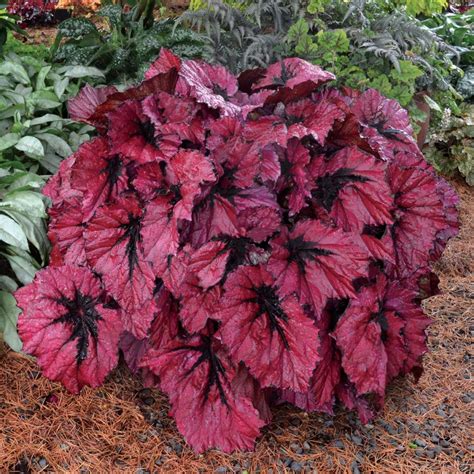 Begonia T Rex® Series Terra Nova® Nurseries Inc