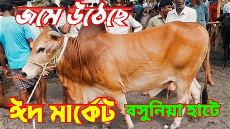 বসুনিয়া হাটে ঈদ মার্কেট জমজমাট চলছে। আজকের বাজার জেনে নিন। Cow Market । Youtube