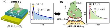인간 뇌 본뜬 컴퓨터 칩 개발신호전달 능력 높여 연합뉴스