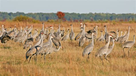 The Best Birdwatching Locations In Minnesota For Fall Migration