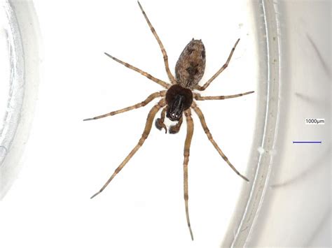 What Is This Spider Appreciation Microscopic Image Location Denver