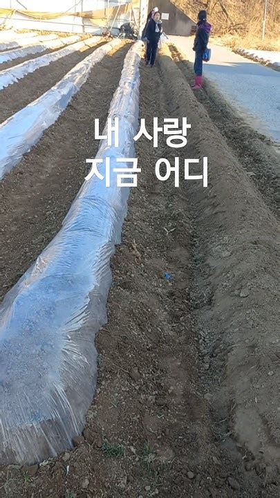 노지감자 농사 구례 감자 내사랑지금어디 김용빈 Youtube