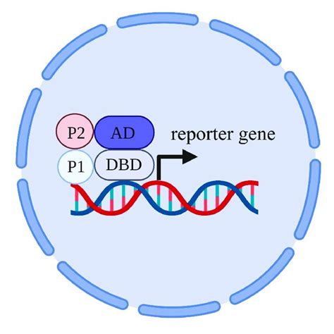 Scheme Of Classic Yeast Two Hybrid Technique Dbd Dna Binding Domain Download Scientific