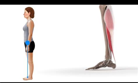 Ahmed Khalid Faraj On Linkedin Physicaltherapy Physiotherapist Anatomy Functionalantomy