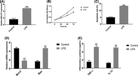Long Non Coding Rna Metastasis Associated Lung Adenocarcinoma Download Scientific Diagram