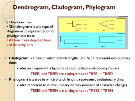 Ppt Phylogenetic Tree Powerpoint Presentation Id3032156