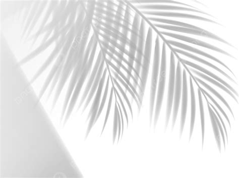 Palm Leaves Shadow Background Overlay Effect With Vector Shade Of Summer Tropical Tree Branches