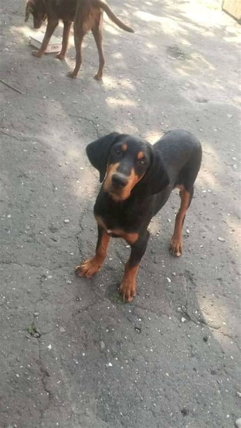 ძაღლების შეფარება გადარჩენა