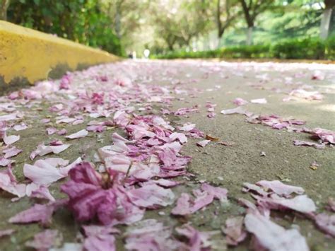 배경 화면 식물 빛 자연 창문 하늘 나무 건축물 건물 담홍색 우산 빨간 여가 마젠타 경계표 미술 시티 Tints And Shades