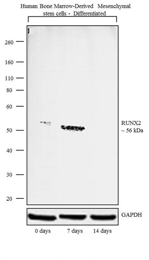 Runx2 Antibody 702489