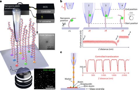 Controlled Translocations Of Single Molecules With Nanopore Based