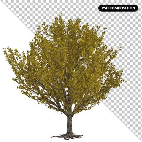 Premium Psd Tree Isolated 3d