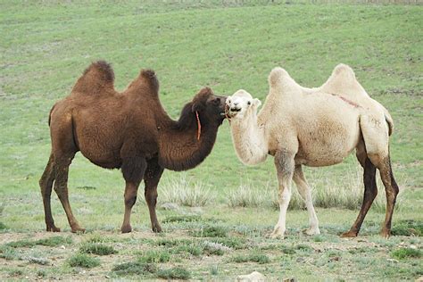 Dromedary And Bactrian Camels