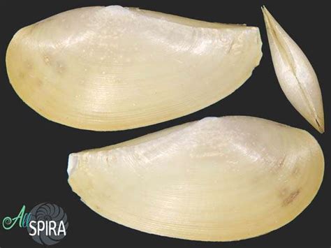 Yoldia Glauca Allspira