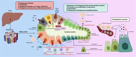 Frontiers Cholangiokines Undervalued Modulators In The Hepatic Microenvironment