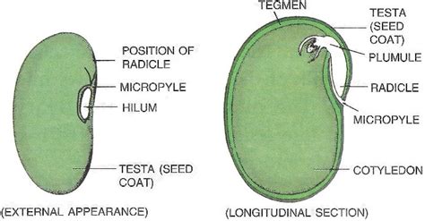 Draw A Labelled Diagram Of The Structure Of A Seed Dicot See