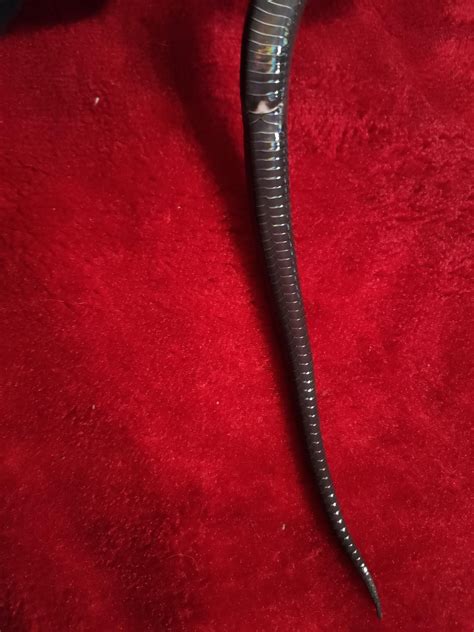 Help With Identifying Sex Rkingsnakes