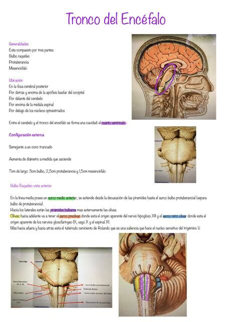 Tronco Del Encéfalo Mariana Sánchez Narváez Udocz