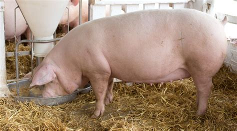 Jsr Genetics Advice In How To Save On Sow Feed Costs