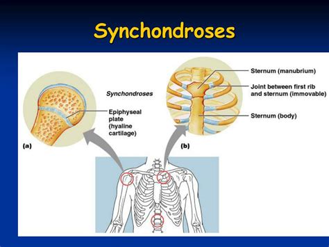 Ppt Joints Powerpoint Presentation Free Download Id 3038952