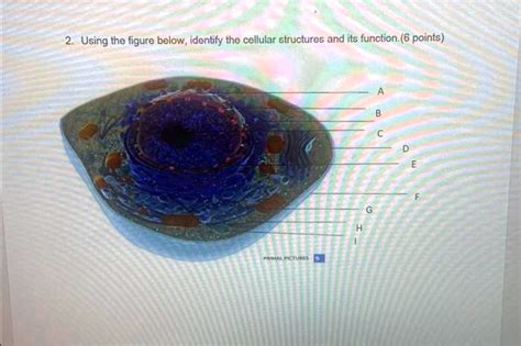 2 Using The Figure Below Identify The Cellular Structures And Its