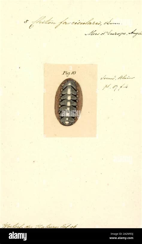 Chiton Fascicularis Print Chitons Are Marine Molluscs Of Varying Size