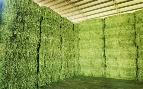 From January To July 2022 China Imported 963700 Tons Of Hay An