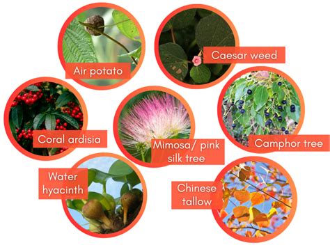 Action Of The Week Remove Invasive Plants Thompson Earth Systems
