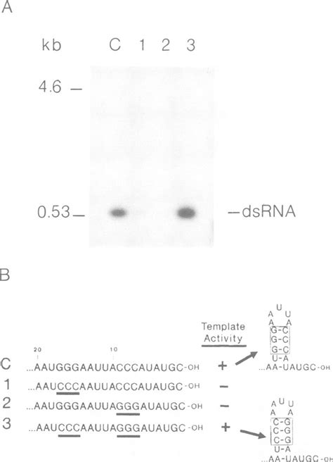 Importance Of The 3 End Stem Loop Structure On Replication The