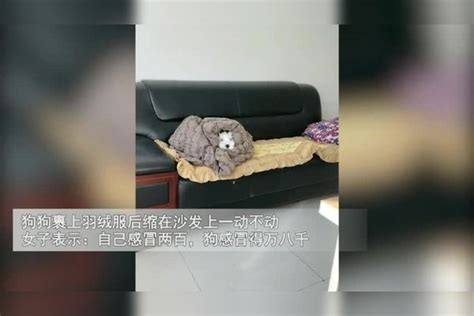 女子周末带狗子加班把羽绒服脱下给狗防寒得知原因网友笑翻了