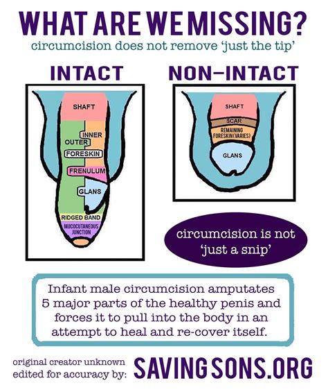 Circumcision Healing