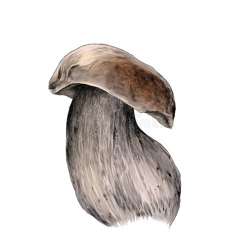 White Mushroom On Thick Stem Stock Vector Illustration Of Drawing Mushroom