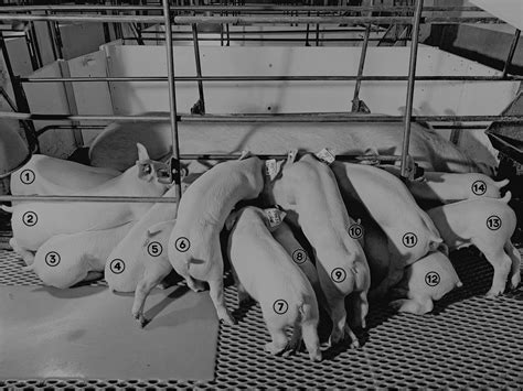 Building A Better Outcome Sex Sorted Sperm And Cryopreservation Swineweb Com Complete Swine