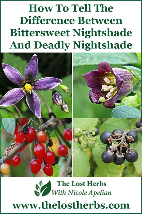 How To Tell The Difference Between Bittersweet Nightshade And Deadly Nightshade Nightshade