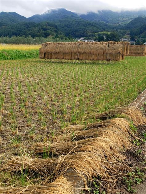 収穫須玉町下津金にて しんりんの風さんのフォト 趣味人倶楽部しゅみーとくらぶ