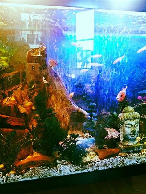 My 55 Gallon Cichlid Aquarium