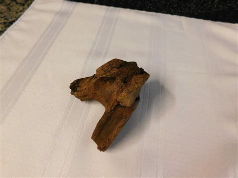 Manatee Symphysis Fossil Fossils And Artifacts For Sale Paleo Enterprises