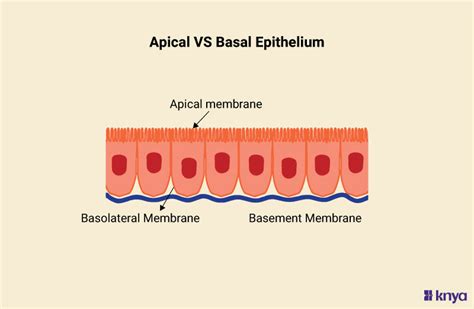 Apical Vs Basal Epithelium Functions Structures And Features Knya