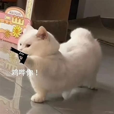 分享一下很喜欢的表情包